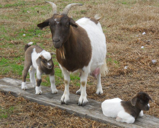 horned doe with kids - Goat Spots