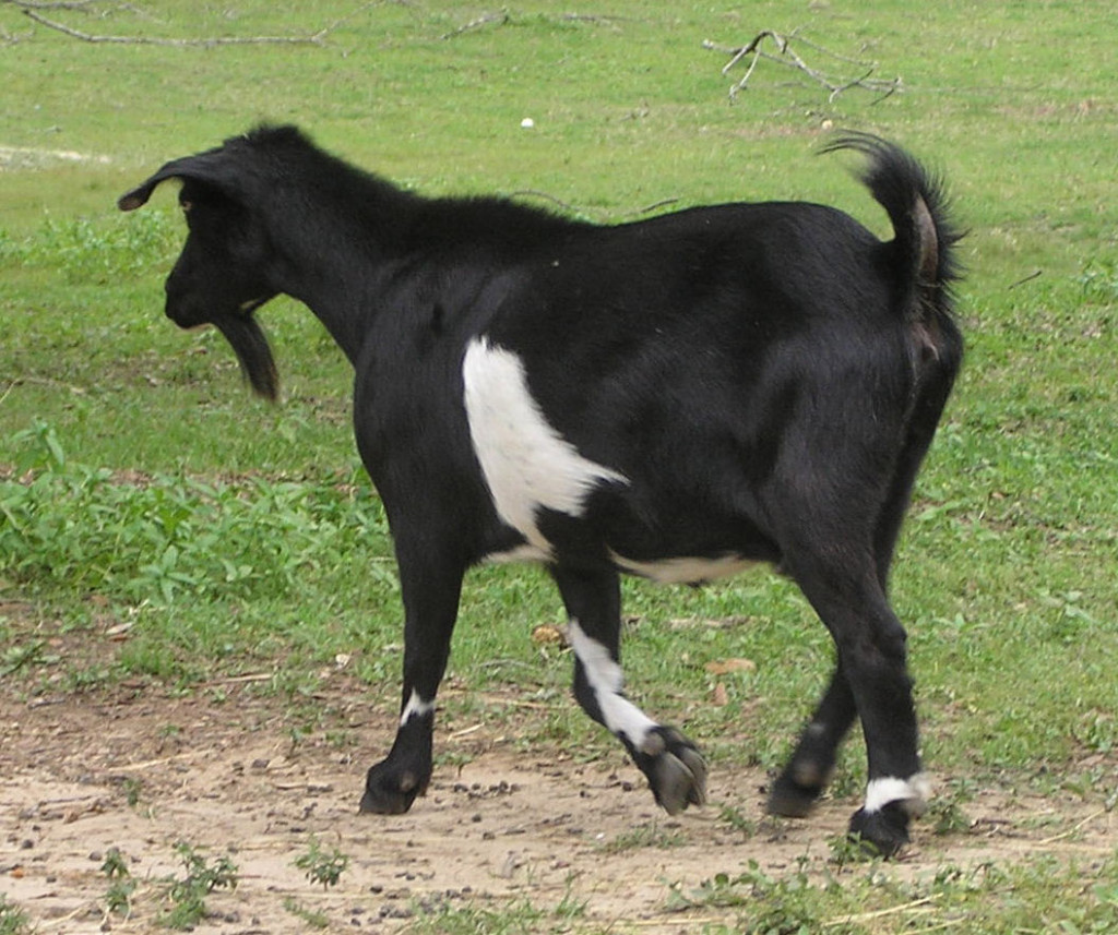 polled female with goatee - Goat Spots
