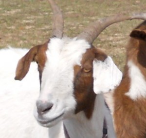 doe ears too droopy - Goat Spots