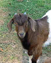 drooping ears2 - Goat Spots