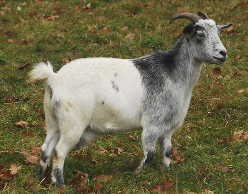 roan-bluelg - Goat Spots