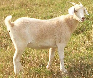 roan-strawberrylg - Goat Spots