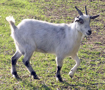 roan2lg - Goat Spots